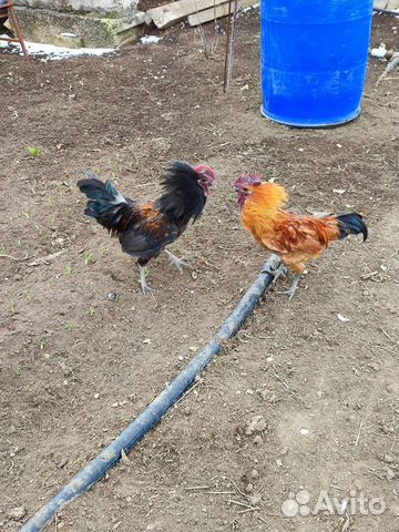 Куры петухи