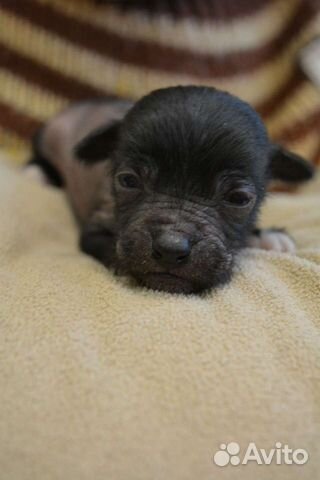 Малышок мексиканской голой мини