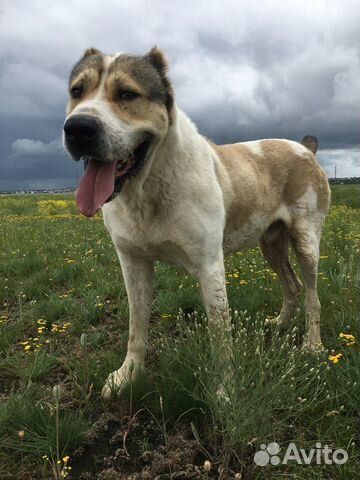 Среднеазиатская овчарка алабай вязка