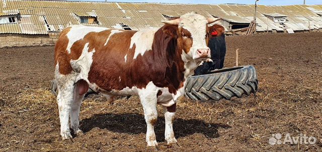 Быки на племя
