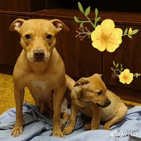 Метисы питбуля, 3 мес