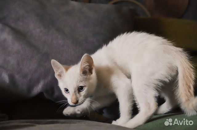 Голубоглазые котята на счастье