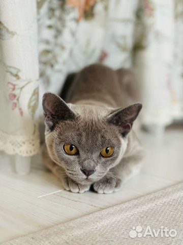 Бурманская кошка Бурма