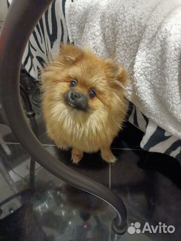 Померанский шпиц медвежьего типа