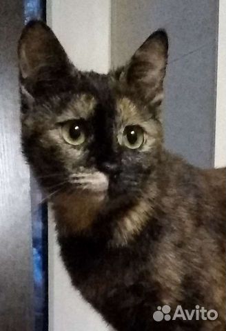 Помогите Нори