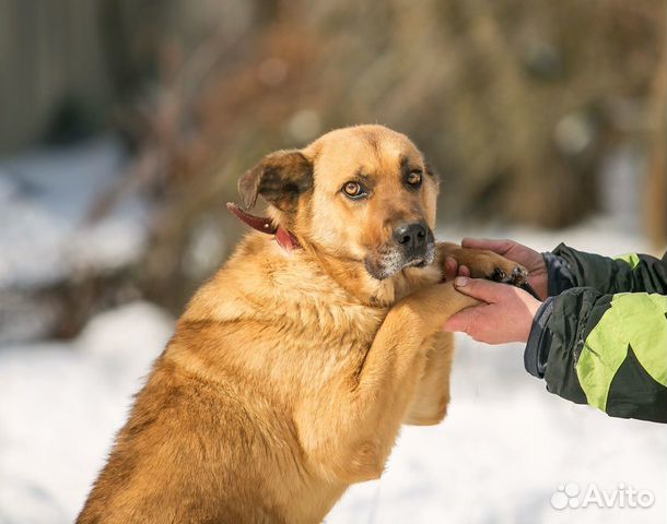 Собаку держат до конца недели и выпускают