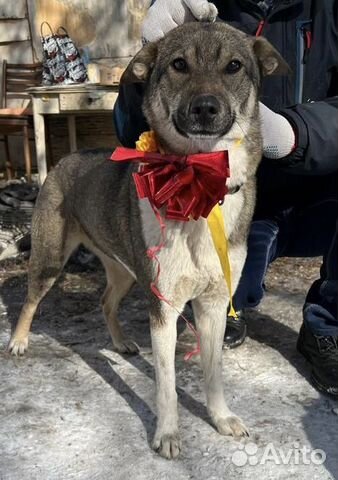 Собака в добрые руки