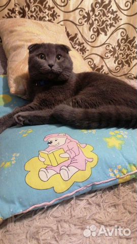 Кот для вязки