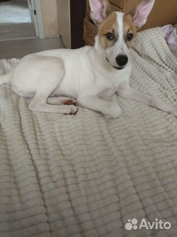 Щенок джек рассел,Фокс терьер