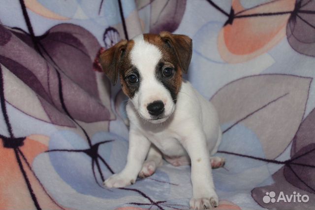 Щенки джек рассел терьер
