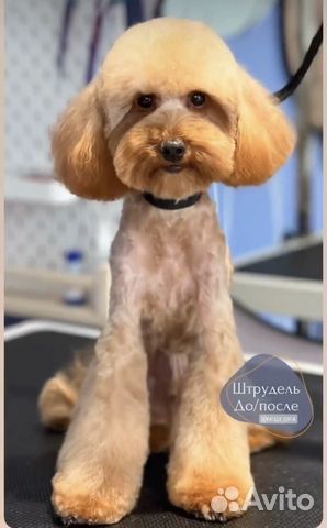 Вязка кобель пудель той