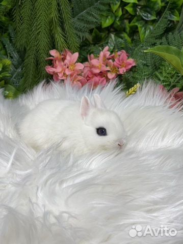 Кролик белый совершенно ручной