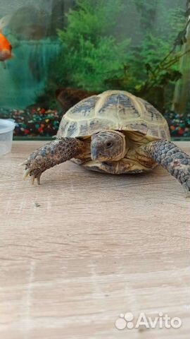 Черепаха сухопутная