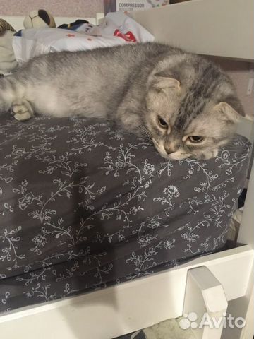 Отдам кошку в добрые руки