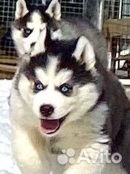 Малыши крепыши