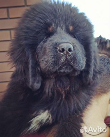 Тибетский мастиф