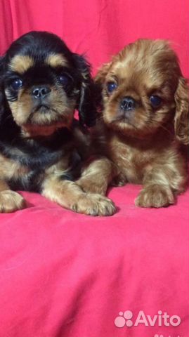 Кинг Чарльз Спаниель