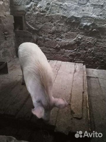 Свиньи на мясо