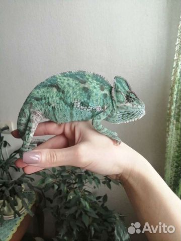 Хамелеон с террариумом