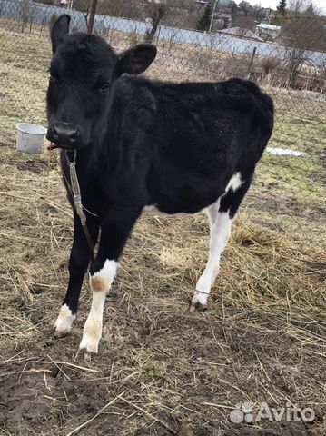 Телочка галштин