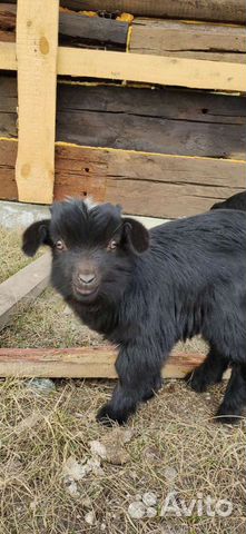 Камерунские козлята