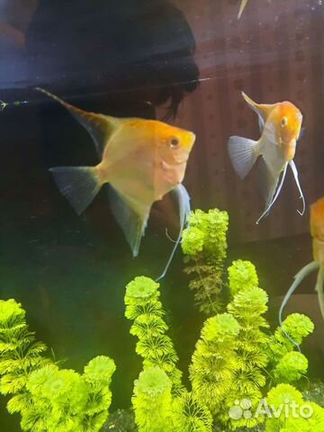 Самка скалярии обмен на самца