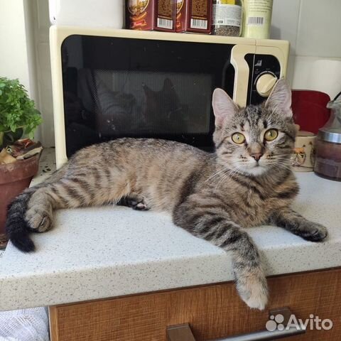 Кошка Рыся страдает на передержке