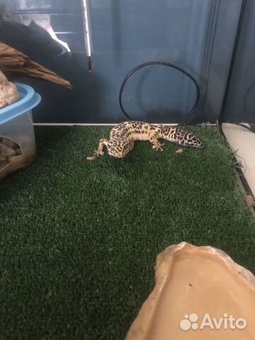 Геккон эублефар