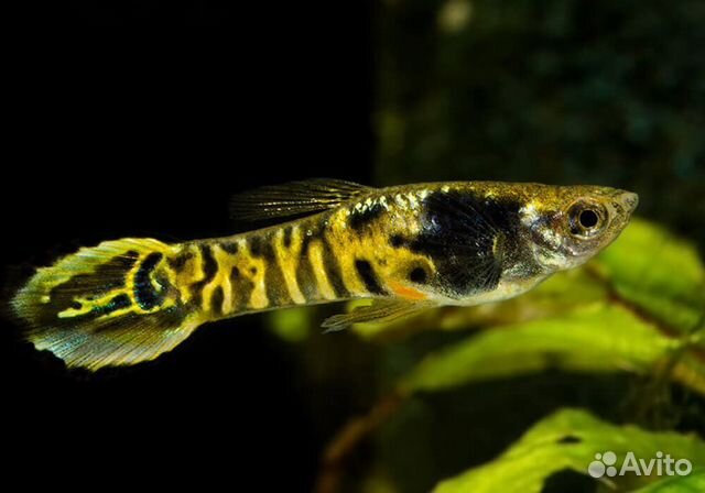Гуппи тигровые