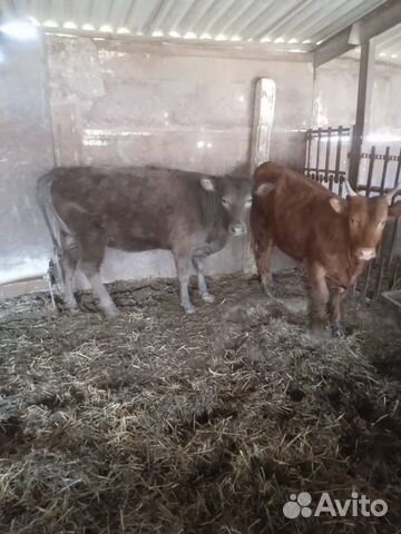 Телочки и овцы