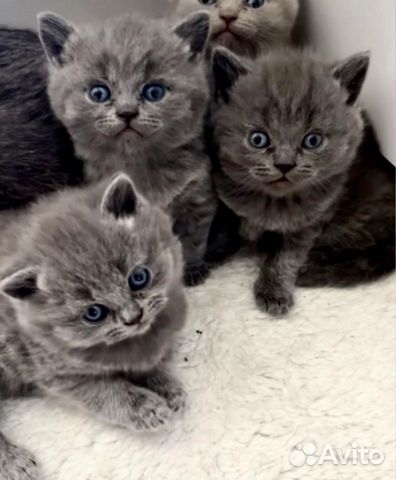 Породистые британские котята