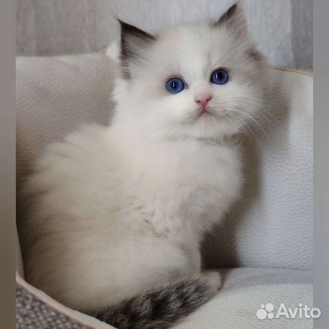 Родословная, Qiwi, рэгдолл