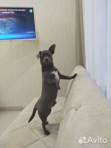 Вязка чихуахуа