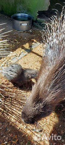 Дикобраз
