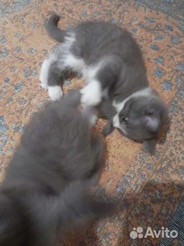 Шотландская кошка Британец кот