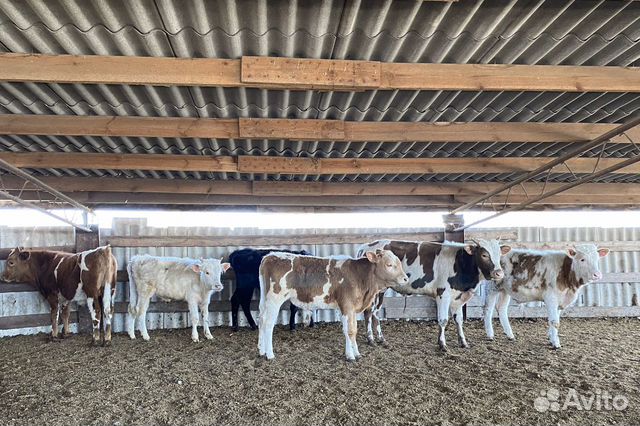 Продаются бычки симменталы