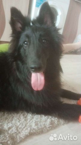 Отдам бельгийскую овчарку Грюнендаль