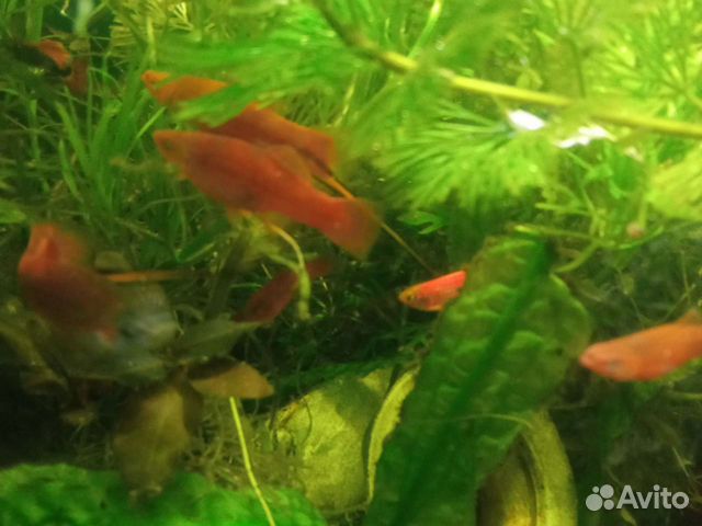 Меняю аквариумные расстение