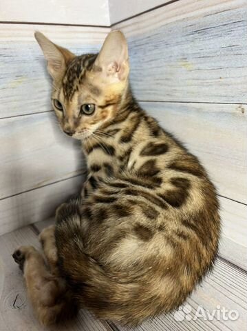 Бенгальские котята с документами