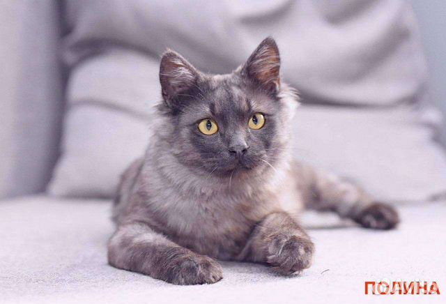Котеич нужен вам