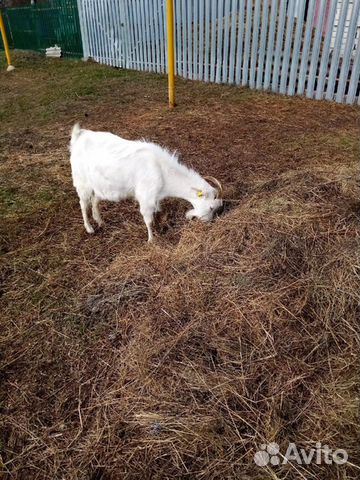 Козы и козлята продажа