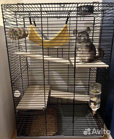 Шиншилла с клеткой