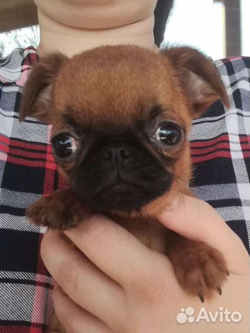 Пти брабансон маленький мальчик