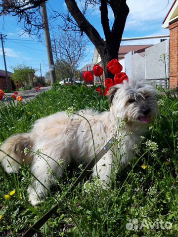 Маленькая собачка