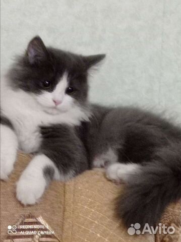 Кошка для вязки