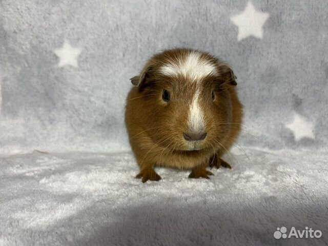 Морская свинка девочкк крестед