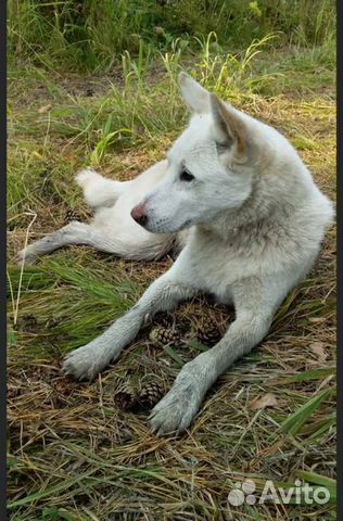 Отдам лайку зсл