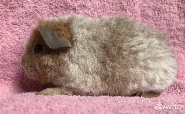 Морская свинка Тедди, девочка