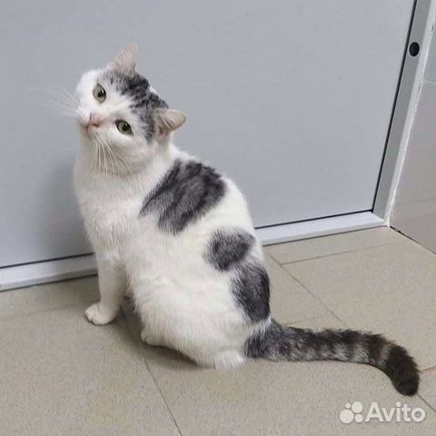 Ласковый и толстый кот Беляш, 2 года