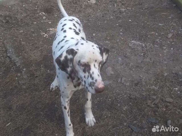 Собака долматинец